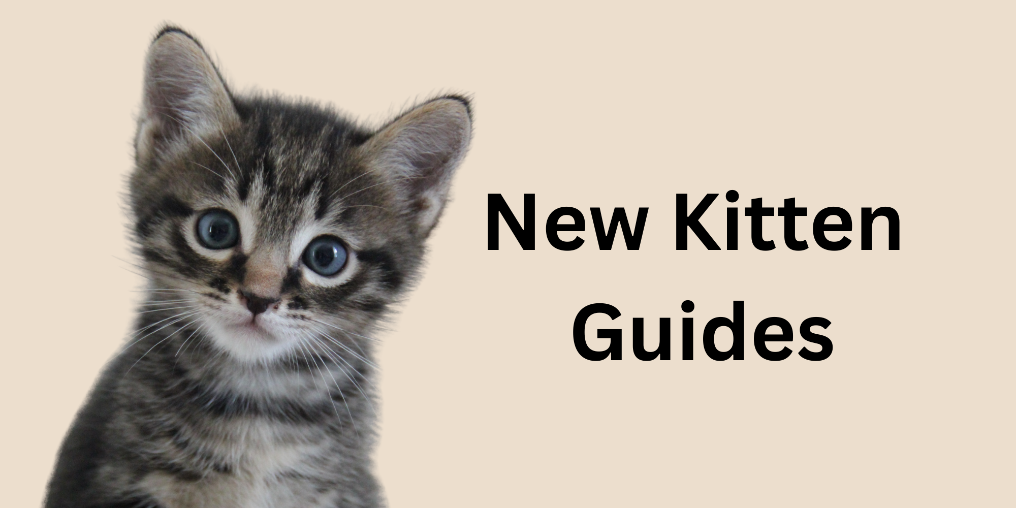 New Kitten Guides | First Weeks Care & Routines – Furrificpet
